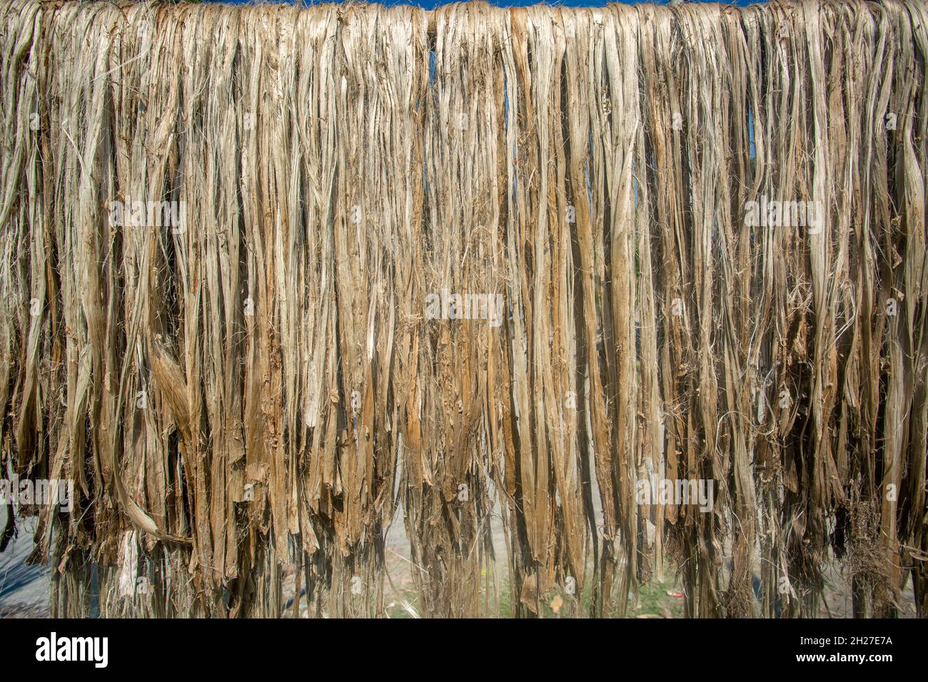 Jute fiber is being dried in the sun by the side of the road in the ...