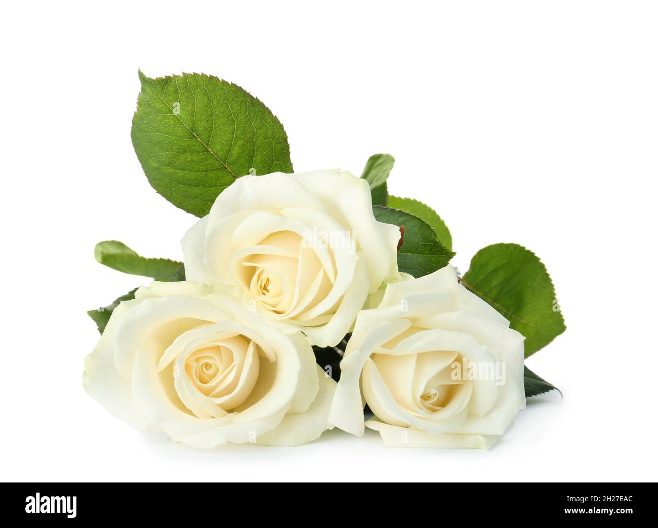 Beautiful fresh roses on white background. Funeral symbol Stock Photo ...