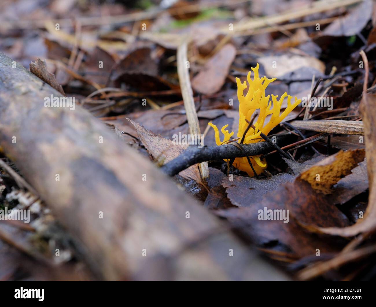 Soil organism hi-res stock photography and images - Alamy