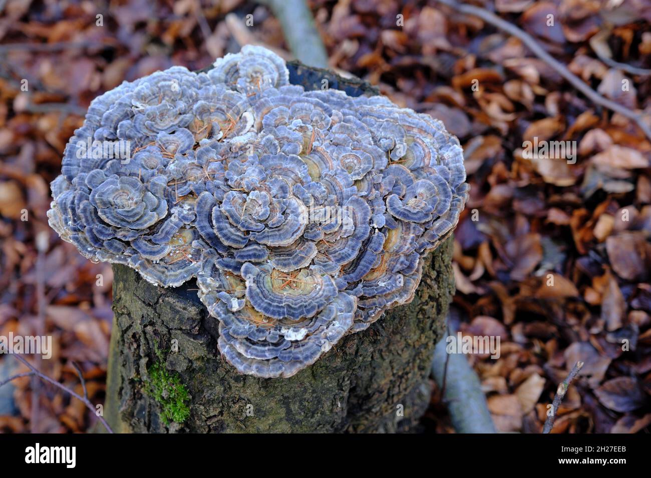 Bunch of grey and bluish wood decomposing fungi growing on a stump in a ...