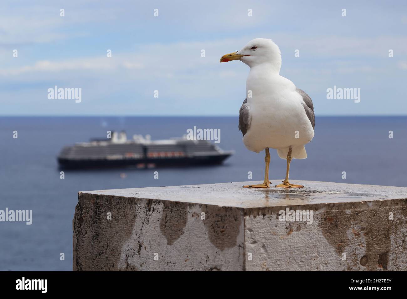 Seagull guard hi-res stock photography and images - Alamy
