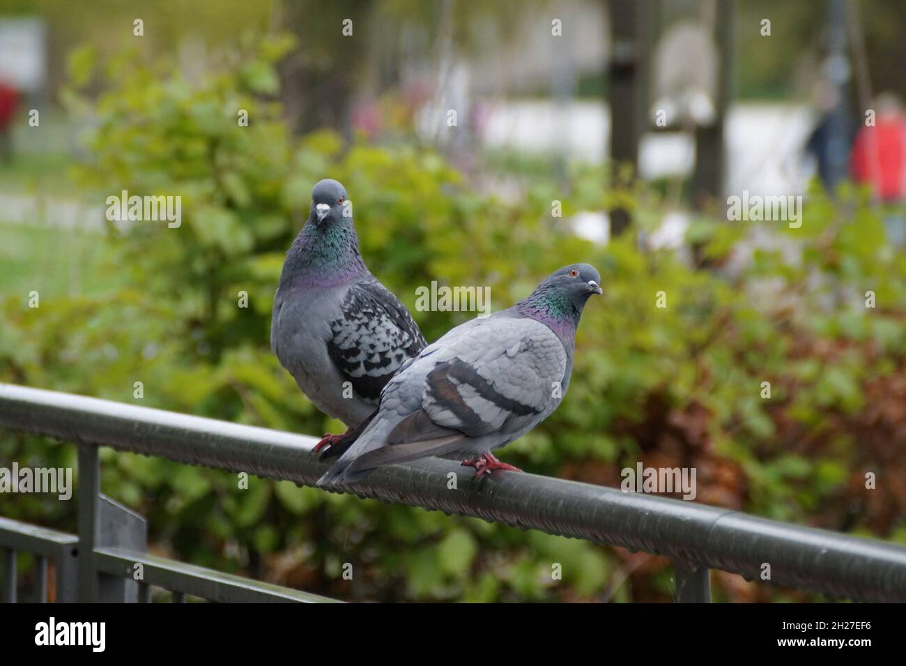 beautiful doves in love sitting on a handrail in the German City of Ulm ...