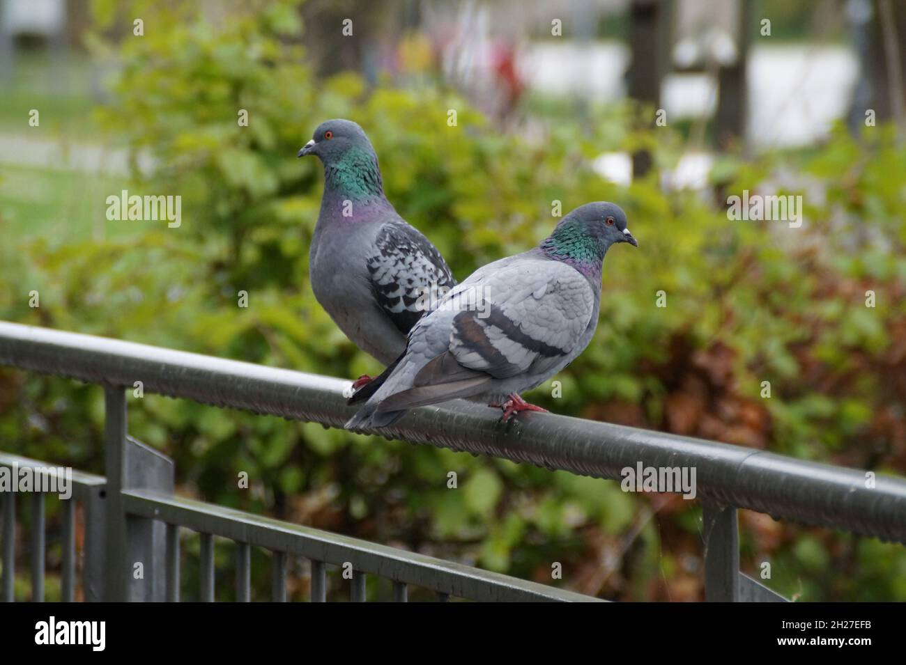 beautiful doves in love sitting on a handrail in the German City of Ulm ...