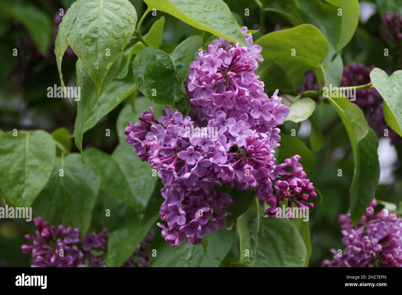 lush beautiful lilac bush on a warm rainy spring day in Ulm (Germany ...