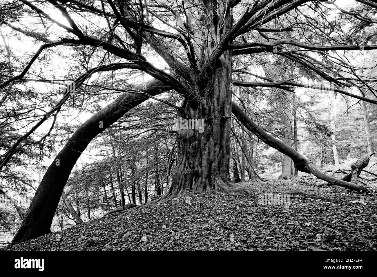 Woodland trees in high contrast black and white Stock Photo - Alamy
