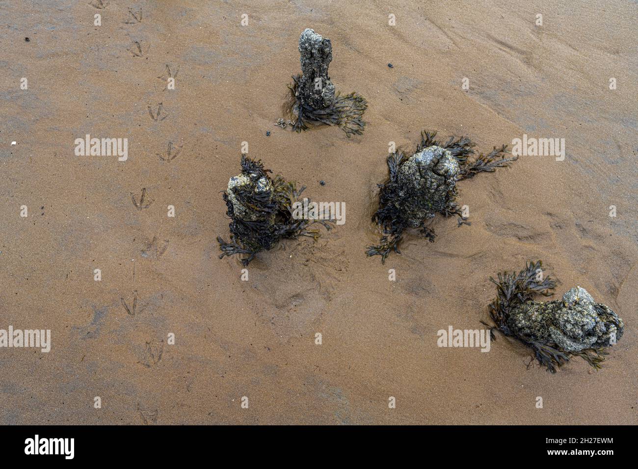 Wood, Seaweed, and Bird Tracks on a Beach Stock Photo - Alamy