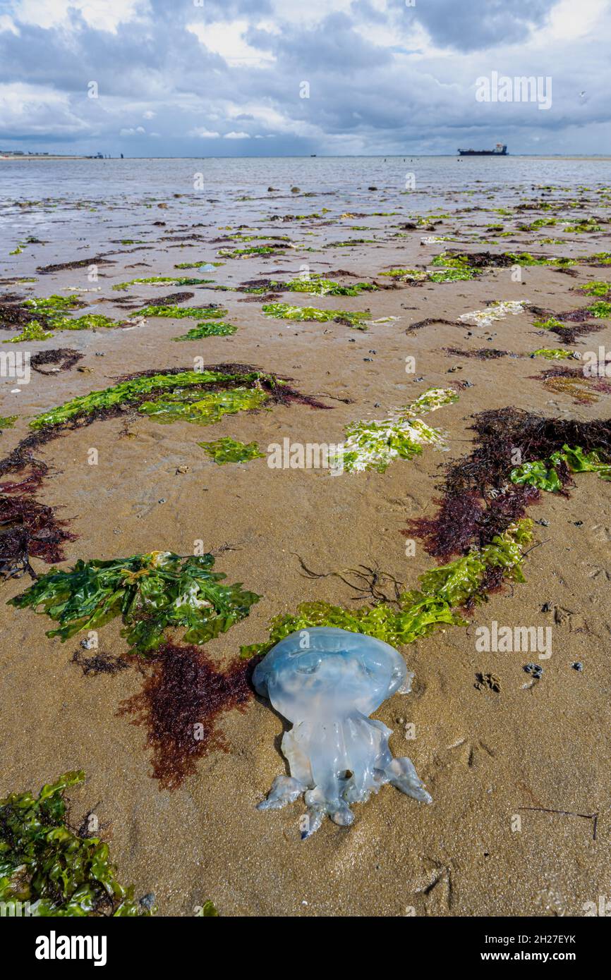 Stranded Jellyfish at the Beach on Sylt, Germany Stock Photo - Alamy
