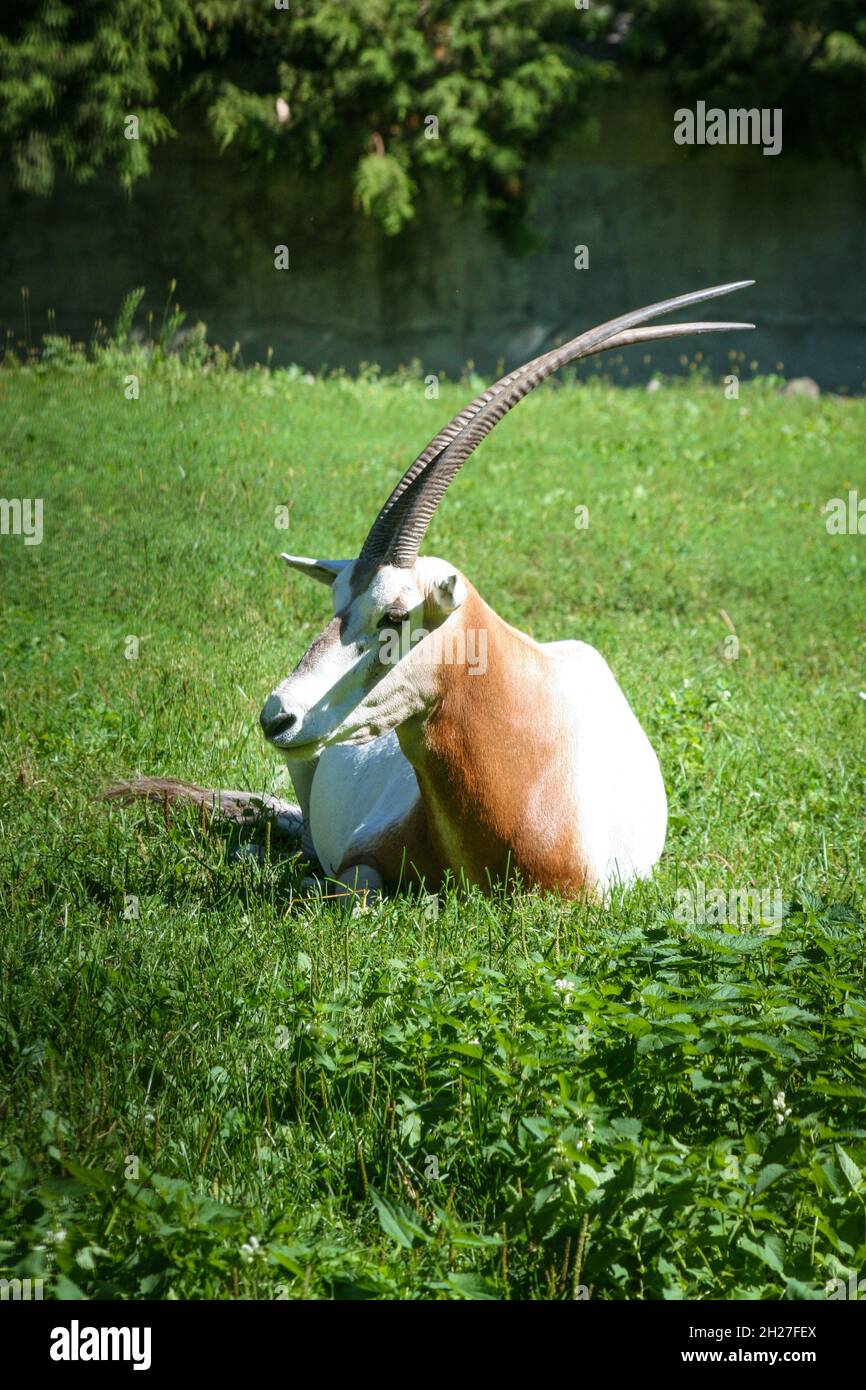 Endangered and extinct species hi-res stock photography and images - Alamy