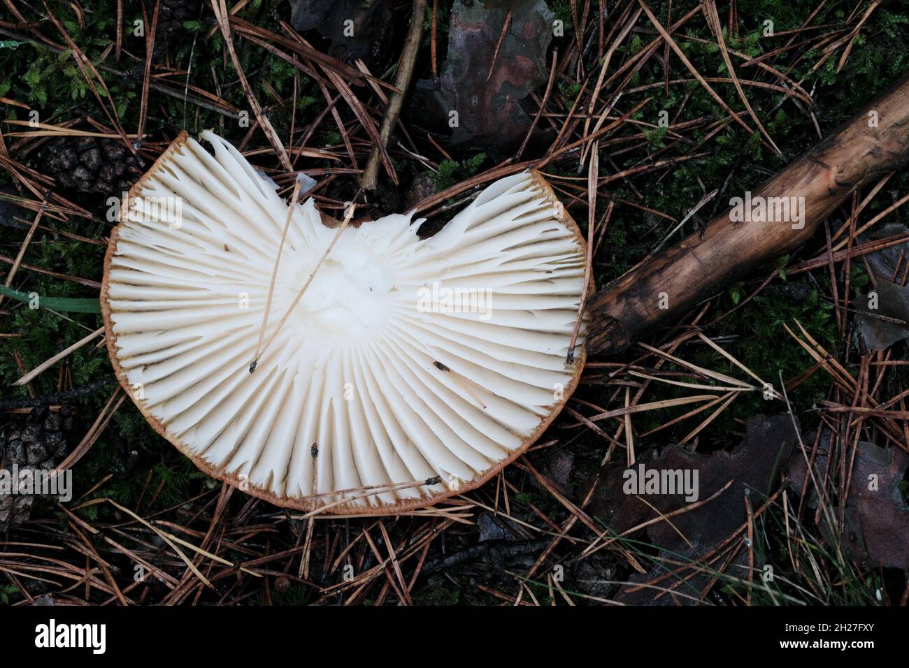 Round Mushroom Cap High Resolution Stock Photography and Images - Alamy