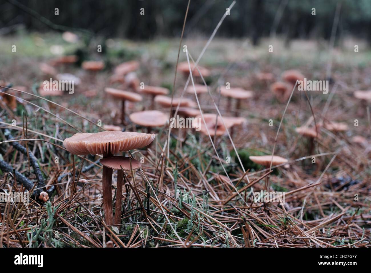 Large group of brown mushrooms growing in grass next to forest Stock ...