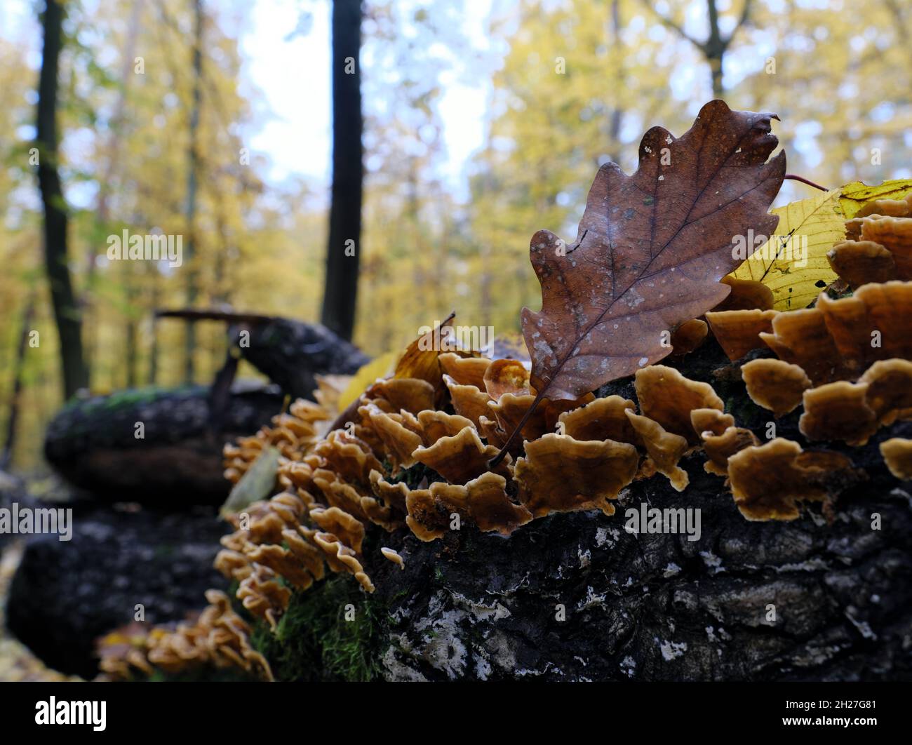 Wood decay fungi hi-res stock photography and images - Alamy
