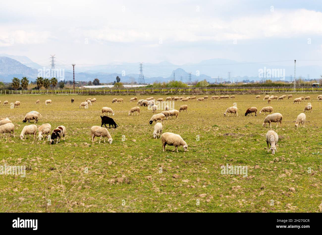 flock of sheep Stock Photo - Alamy