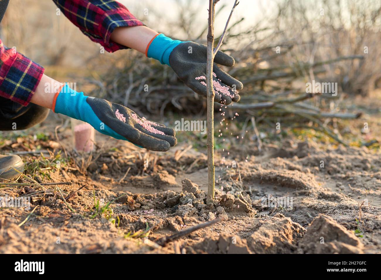 Fertilizing young tree in a spring garden with chemical mineral ...
