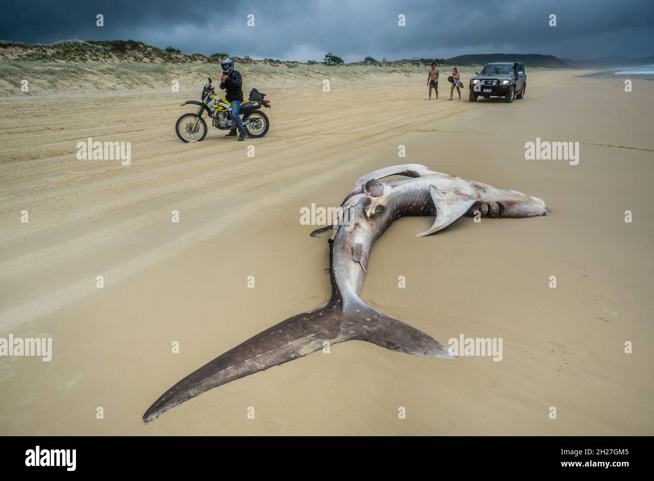 stranded juvenile whale shark on Tewah Beach, Great Sandy National Park ...