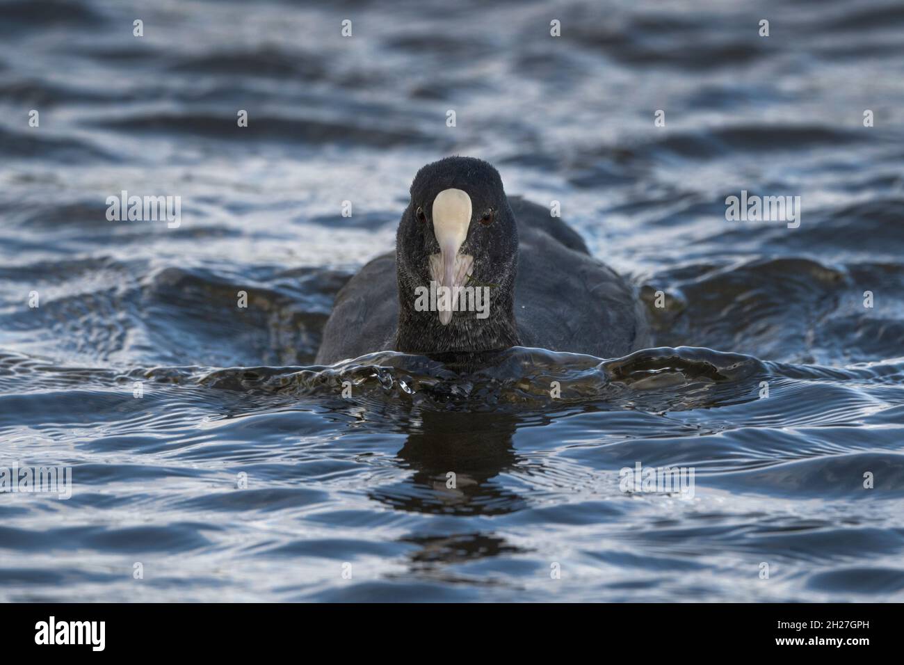 Pushing to the front hi-res stock photography and images - Alamy