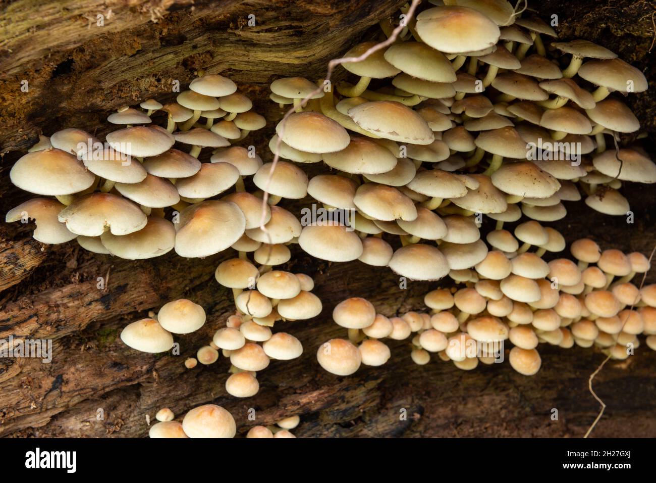 Fungus growing on cut log hi-res stock photography and images - Alamy