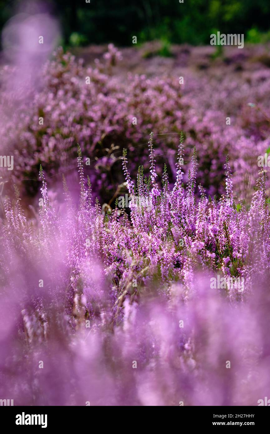 Purple Pink Heather with selective field of focus. Heathland and forest ...
