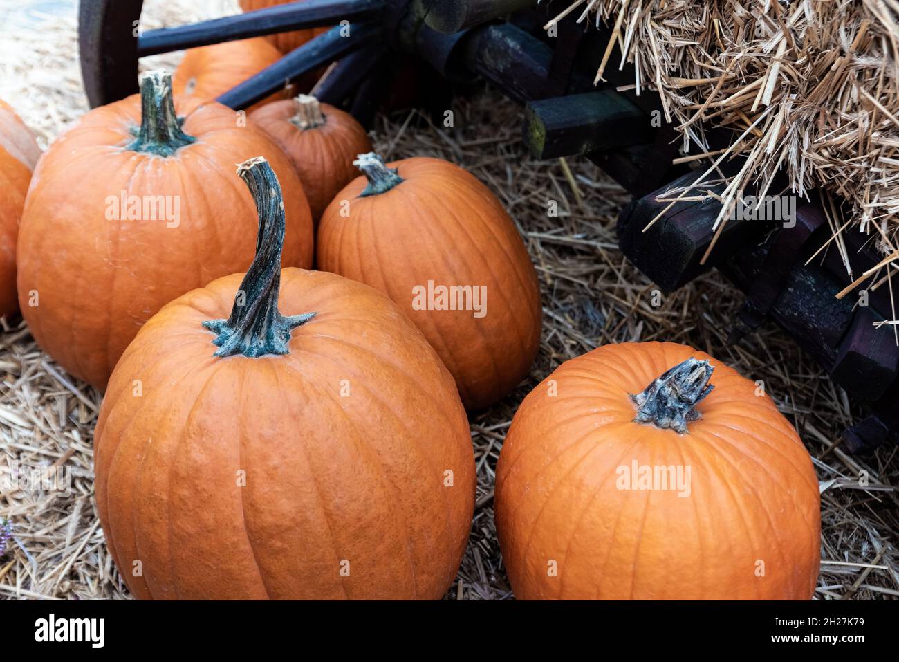 Pumpkins on display. Autumn composition of agricultural products ...