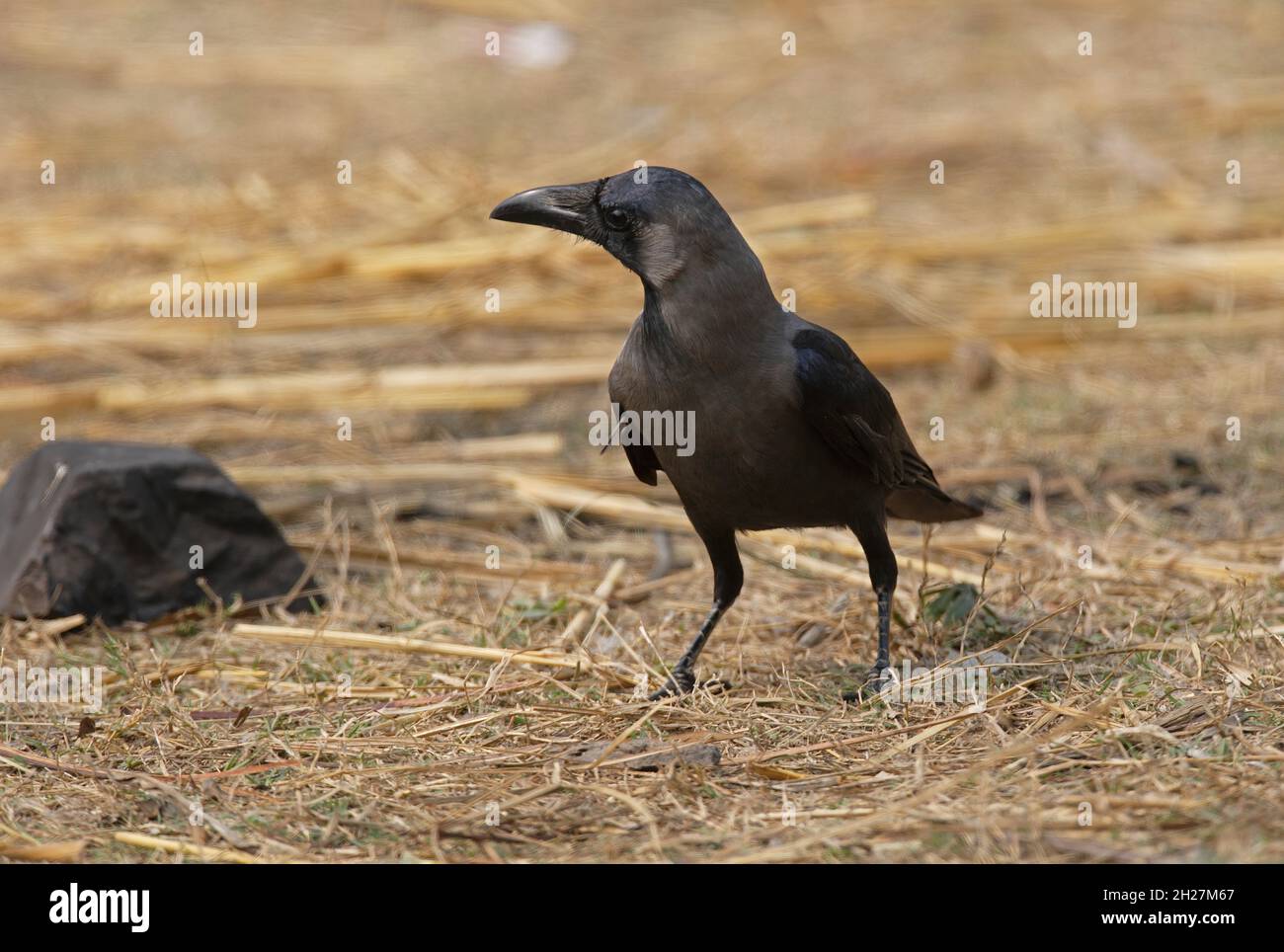 House Crow (Corvus splendens splendens) adult on the ground Koshi Tappu ...