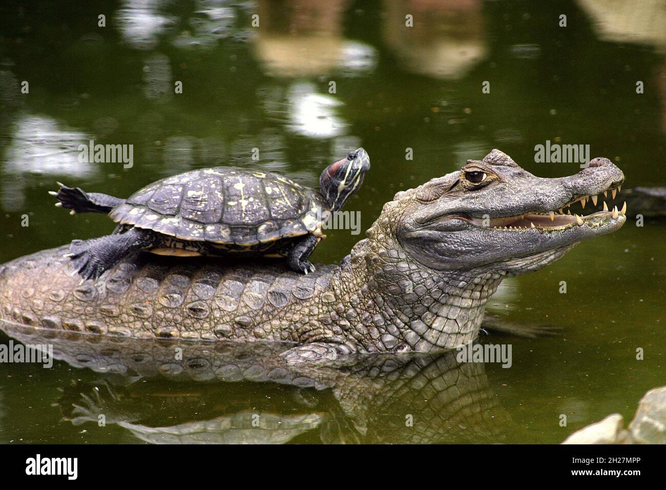 Closeup shot of Papaw alligator with a tortoise on the back Stock Photo ...