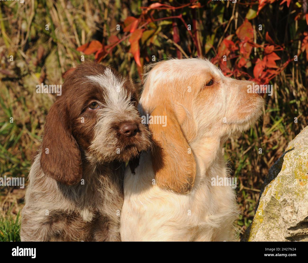 Closeup shot of two cute puppies outdoors Stock Photo - Alamy
