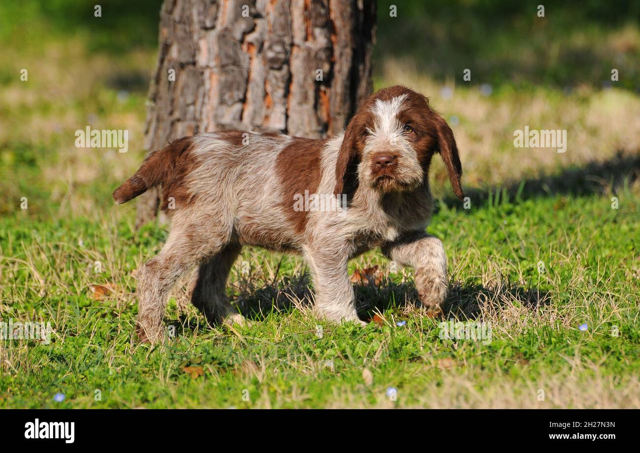 Typical hunting dog Spinone Italiano outdoors Stock Photo - Alamy