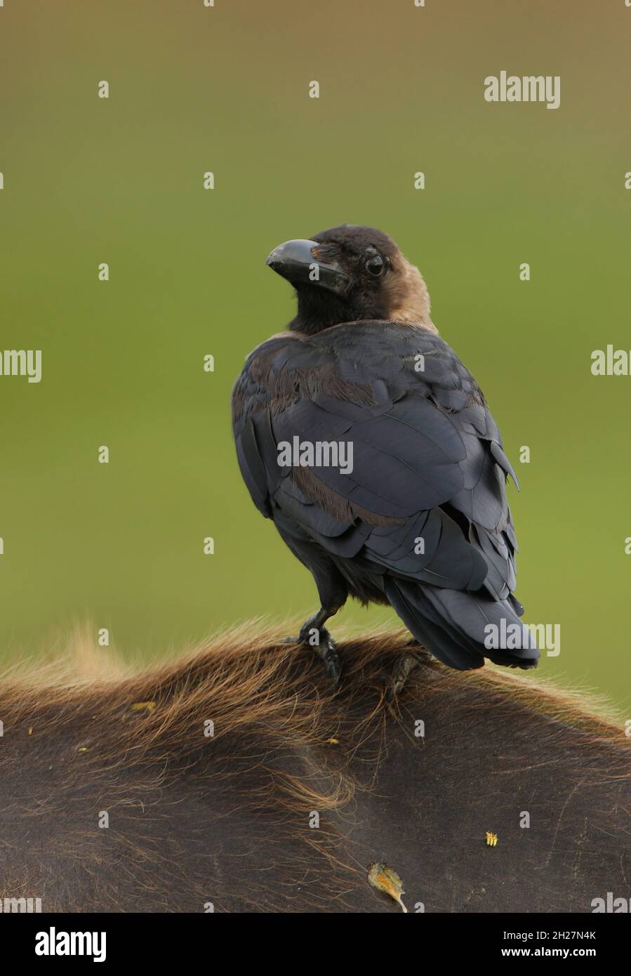 House Crow (Corvus splendens protegatus) adult perched on cow Sri Lanka ...