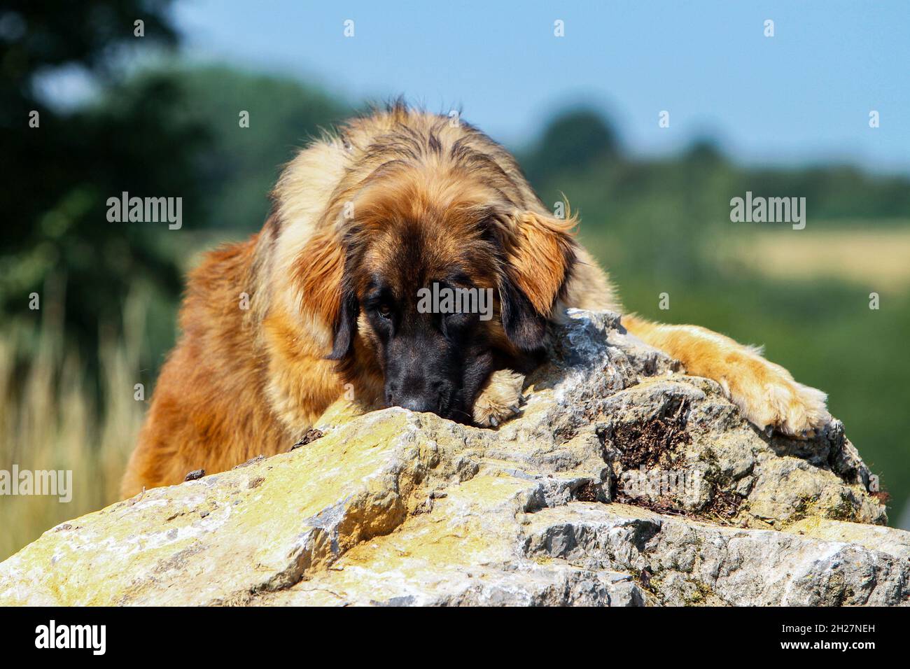 Leonberg domestic hi-res stock photography and images - Alamy