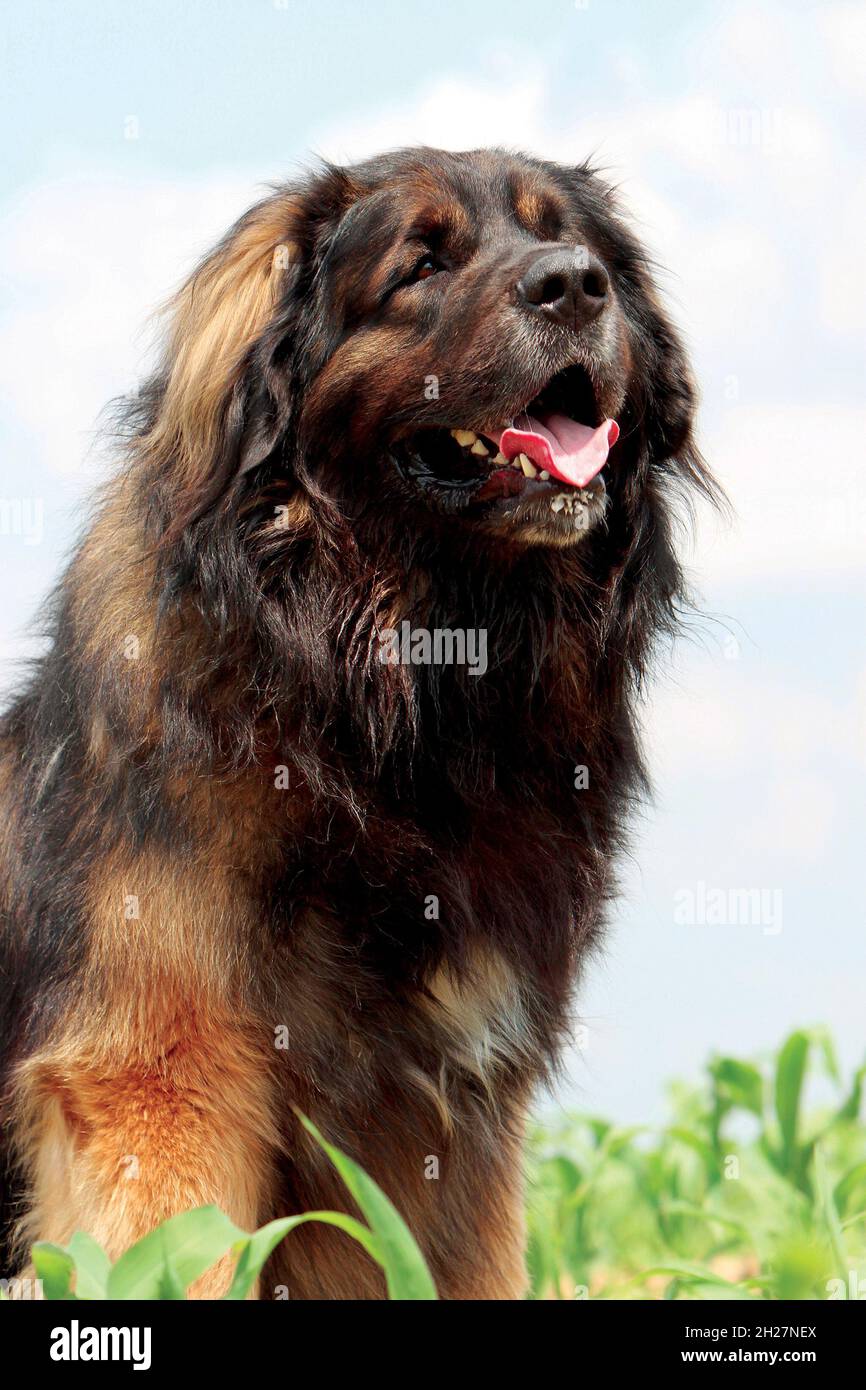 Leonberg domestic hi-res stock photography and images - Alamy