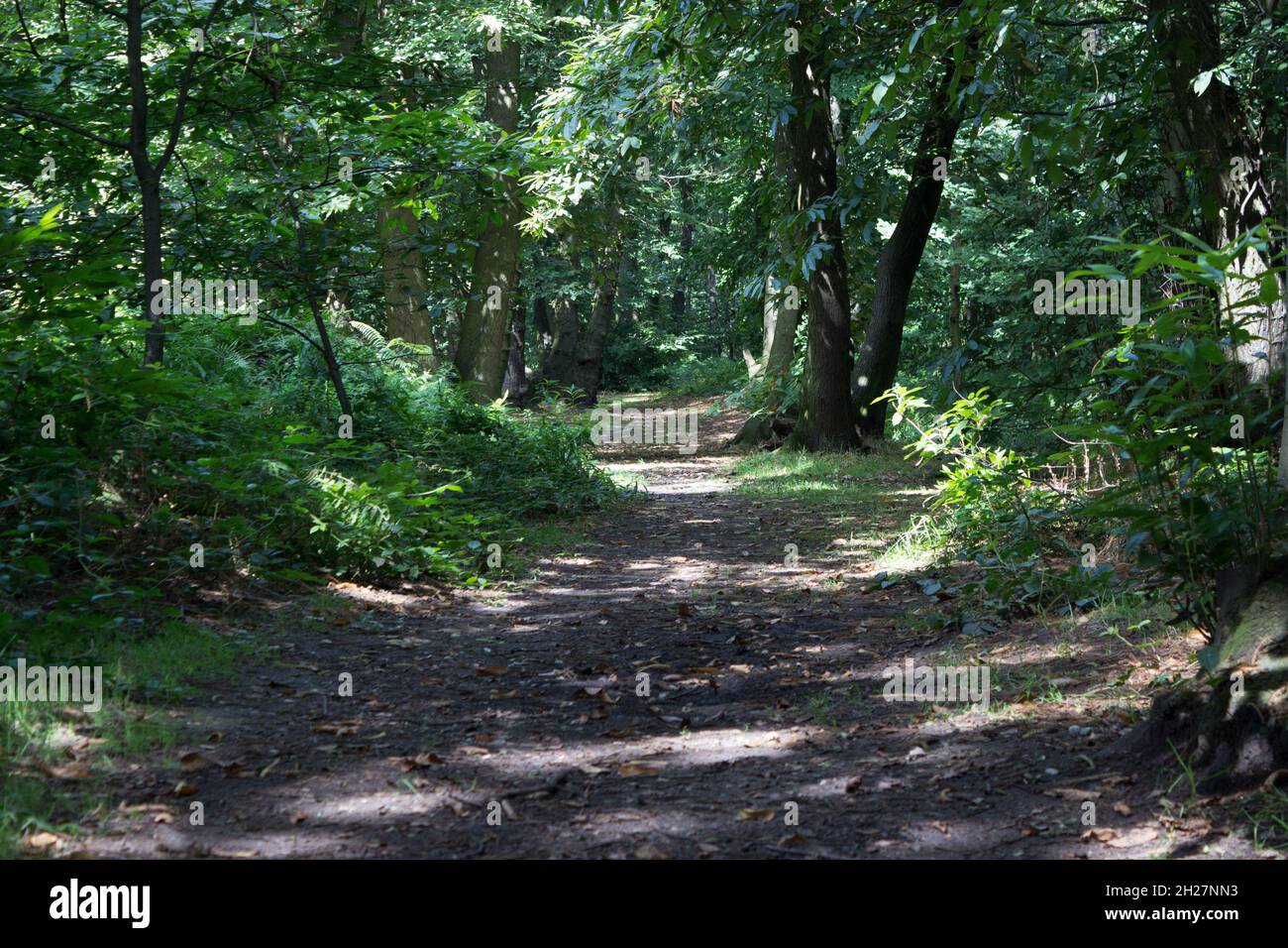 Trail, Light Through the Leaves, Woods Scenery, Tree Bark, Tree Trunks ...