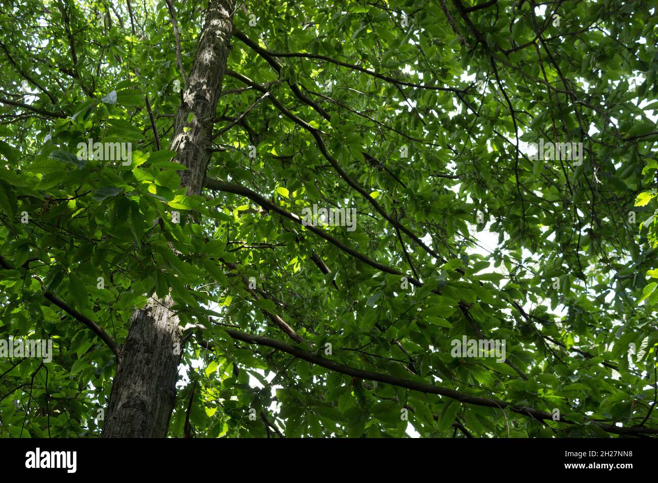 Tree, Looking up, Summertime Countryside Lane Walk View, Tall Trees and ...