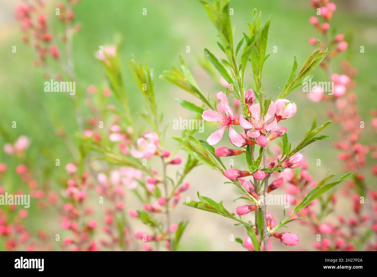 Bush twigs with beautiful blossoms on spring day Stock Photo - Alamy