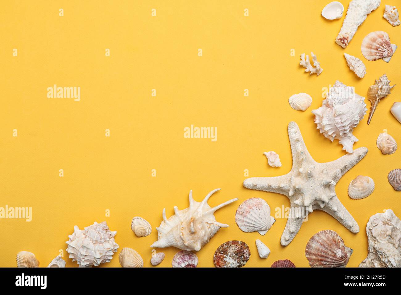 Different shells and sea star on color background, top view. Beach ...