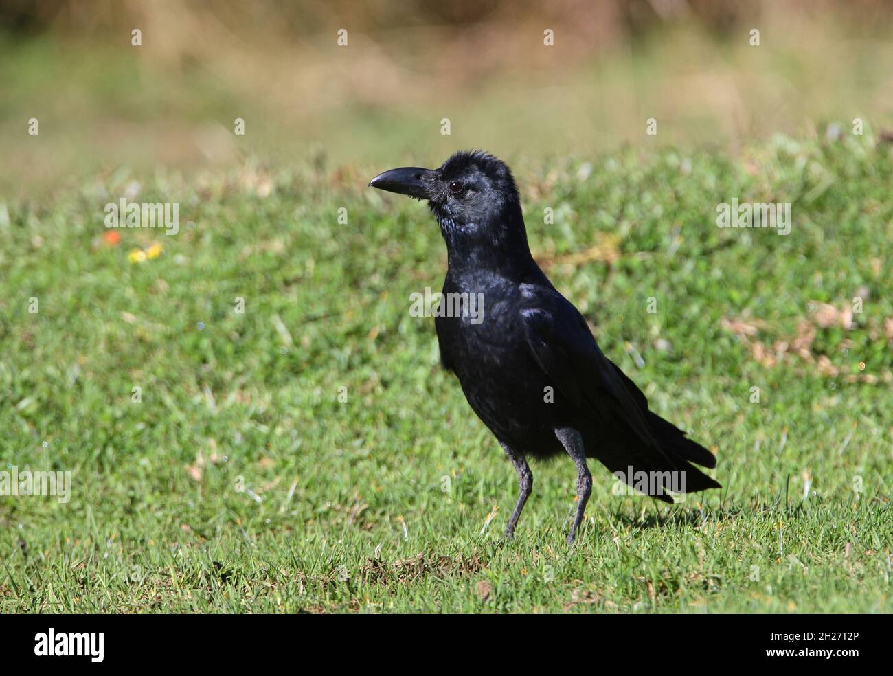 Large-billed Crow (Corvus macrorhynchos culminatus) adult standing on ...