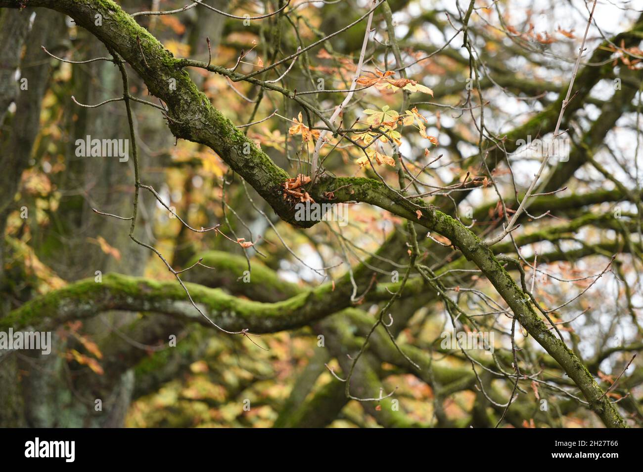 Kastanienbaum herbst hi-res stock photography and images - Alamy