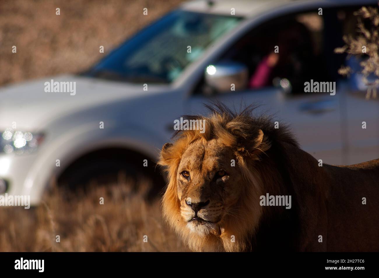 Car the lion king hi-res stock photography and images - Alamy