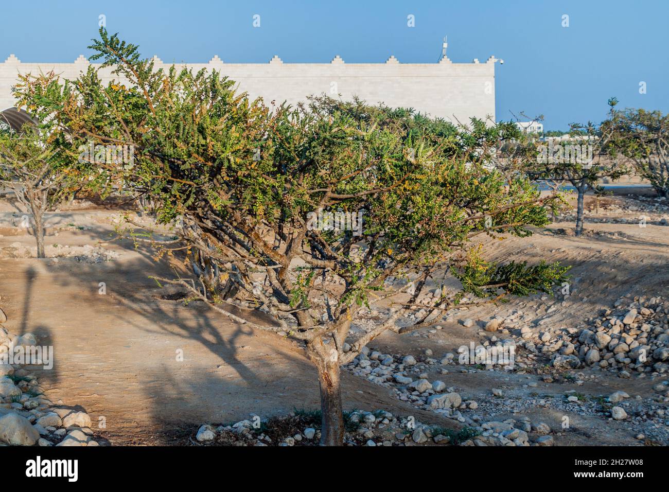 Frankincense tree hi-res stock photography and images - Alamy