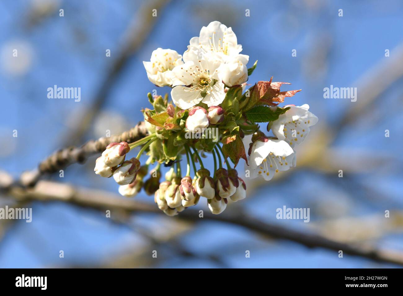 Die Kirsche, oft auch Weichsel genannt, ist ein Obstbaum. - The cherry ...