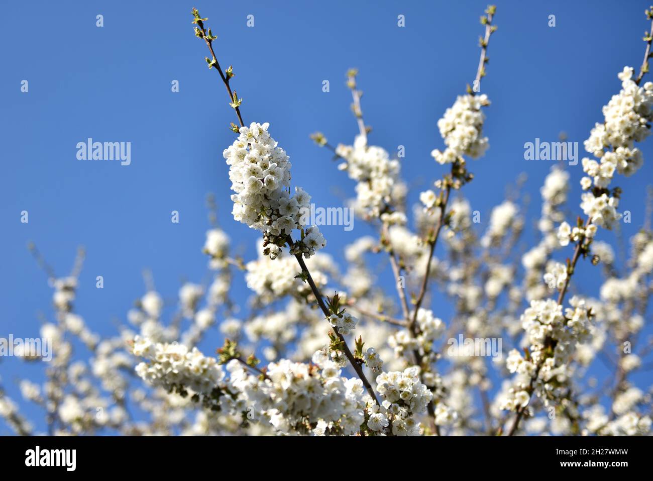 Die Kirsche, oft auch Weichsel genannt, ist ein Obstbaum. - The cherry ...