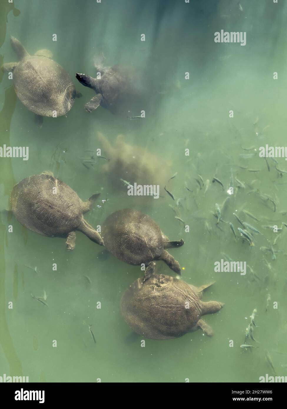 in the green water of a river several large turtles swim on the surface ...