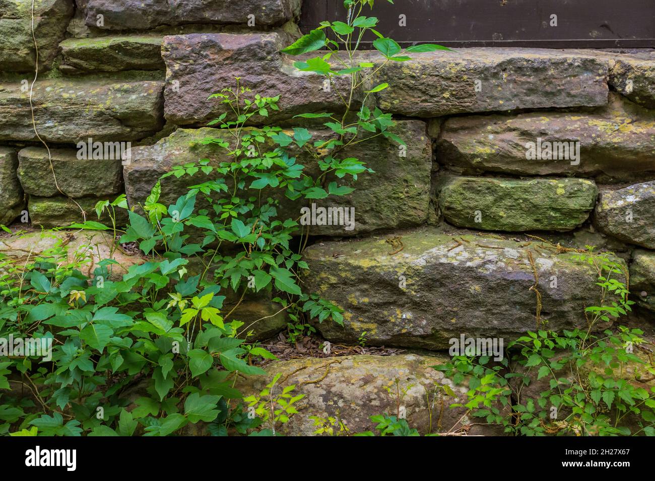 Stone base of rustic water tower, with Poison Ivy and other vines ...