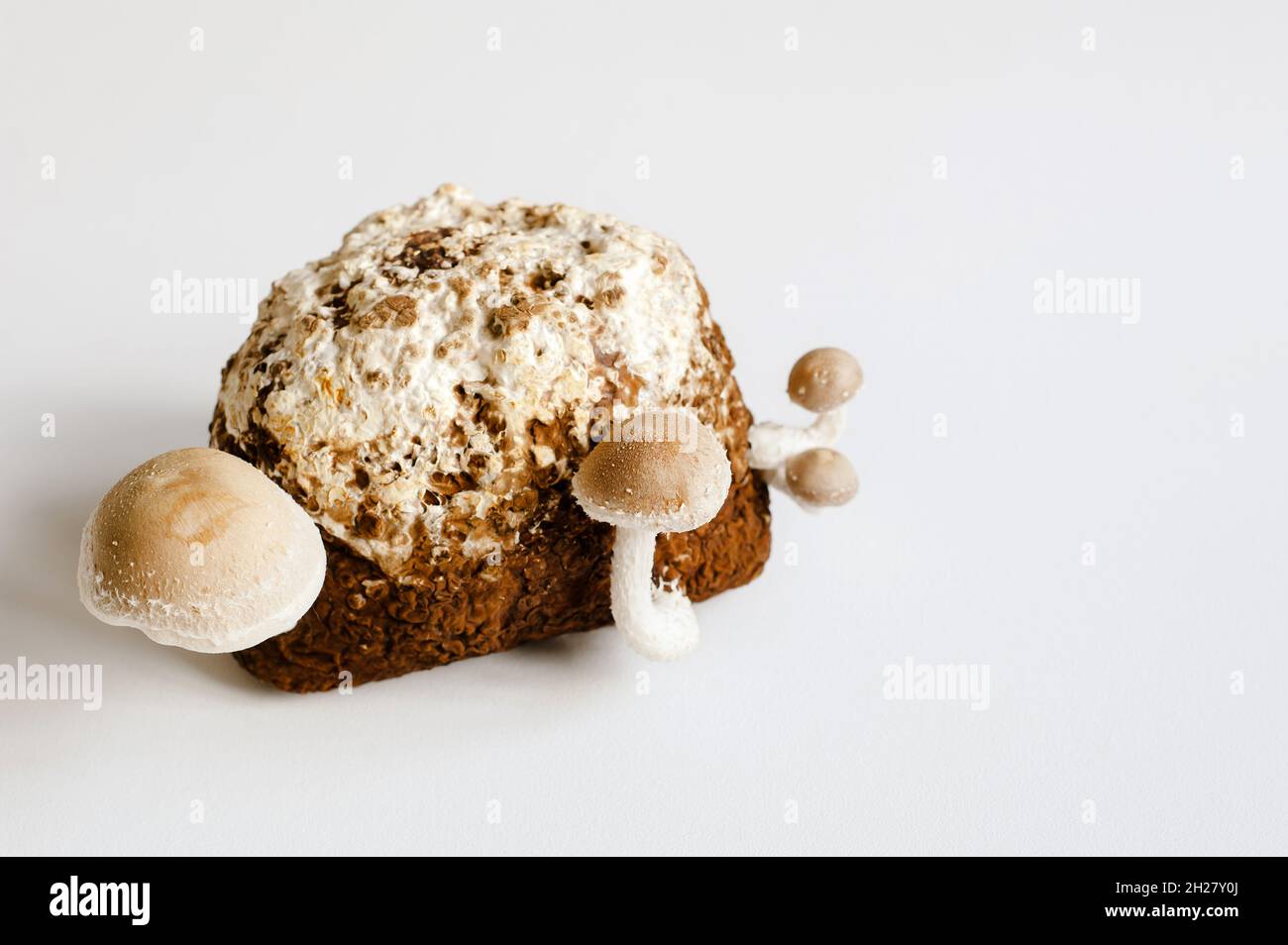 Shiitake Mushrooms on mycelium block. Traditional asian mushroom ...