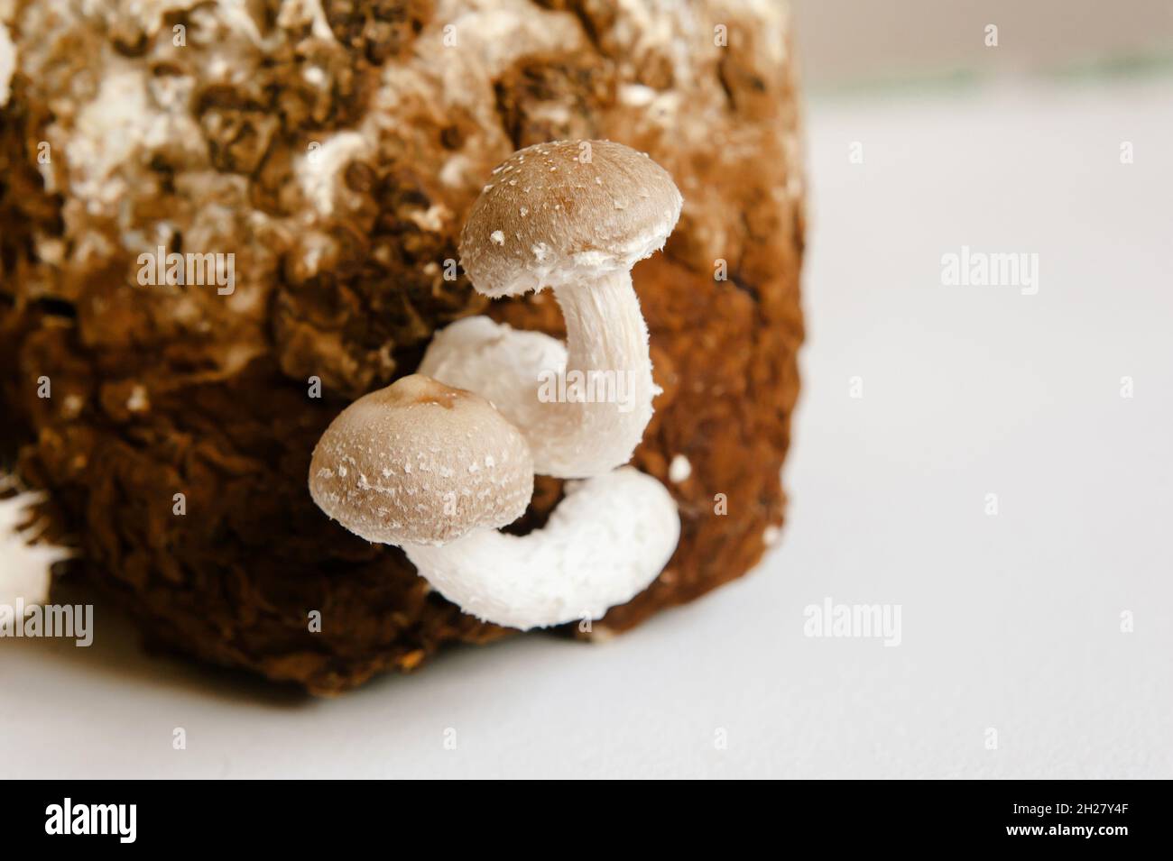 Shiitake Mushrooms on mycelium block. Traditional asian mushroom ...