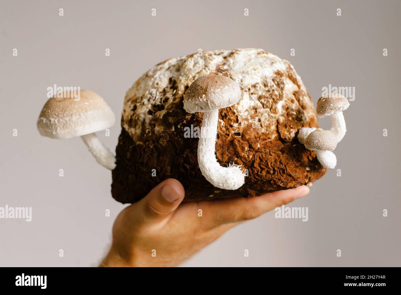 Shiitake Mushrooms on mycelium block. Traditional asian mushroom ...