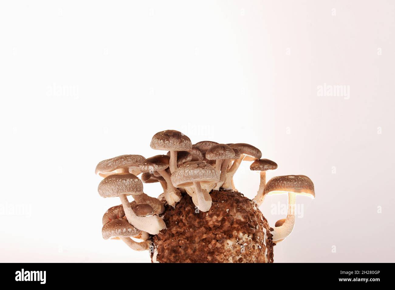 Shiitake Mushrooms on mycelium block. Traditional asian mushroom ...