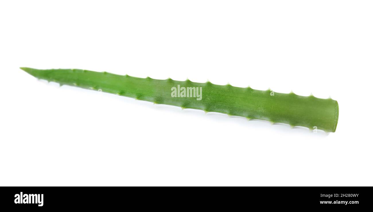 Aloe vera leaf on white background Stock Photo - Alamy