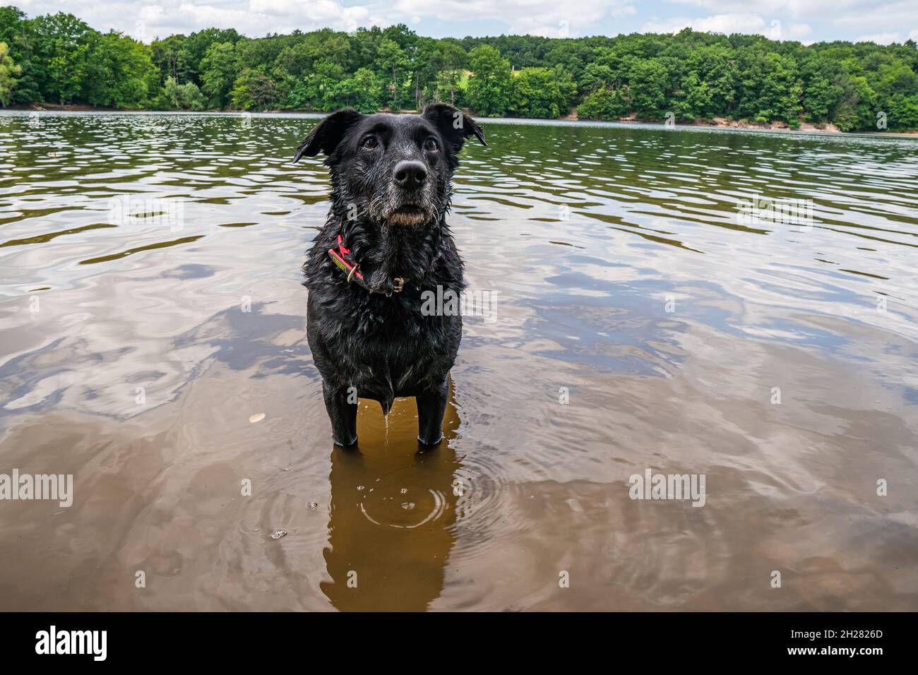 Beautiful black labrador dog playing in the steinbachtalsperre, a dam ...