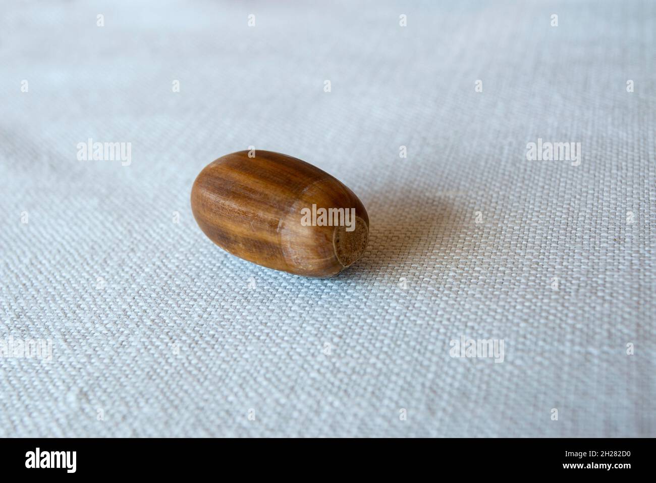 A large seed on top of cotton cloth Stock Photo - Alamy