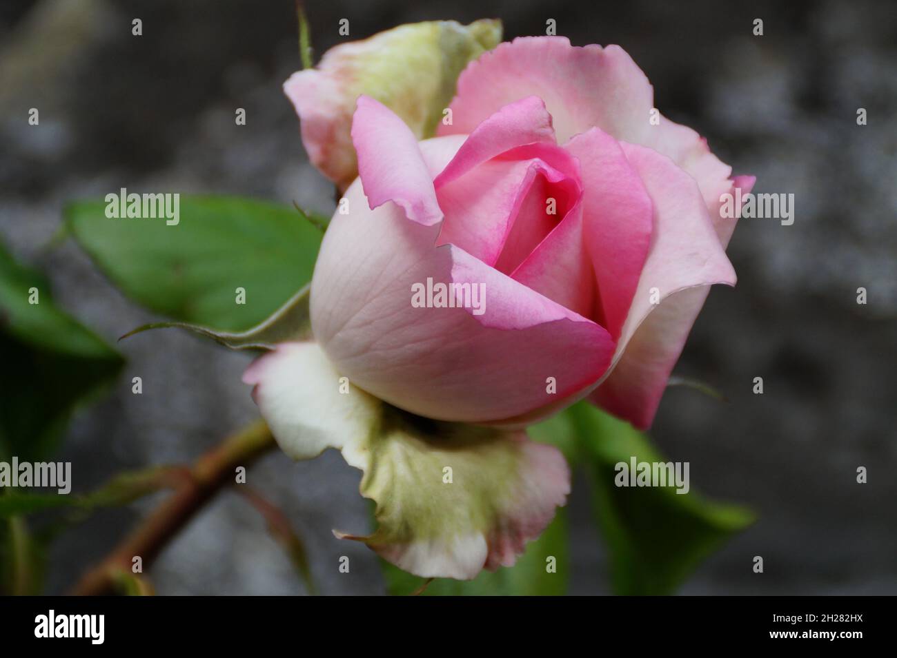 a gorgeous light pink rose Stock Photo - Alamy