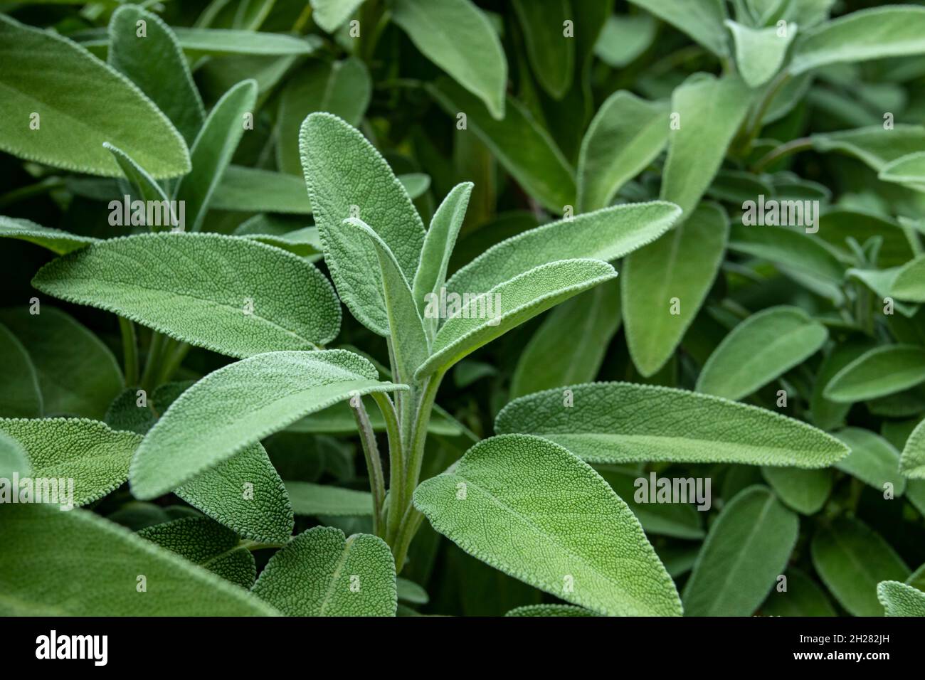 Plant with spongy and green leaves Stock Photo - Alamy